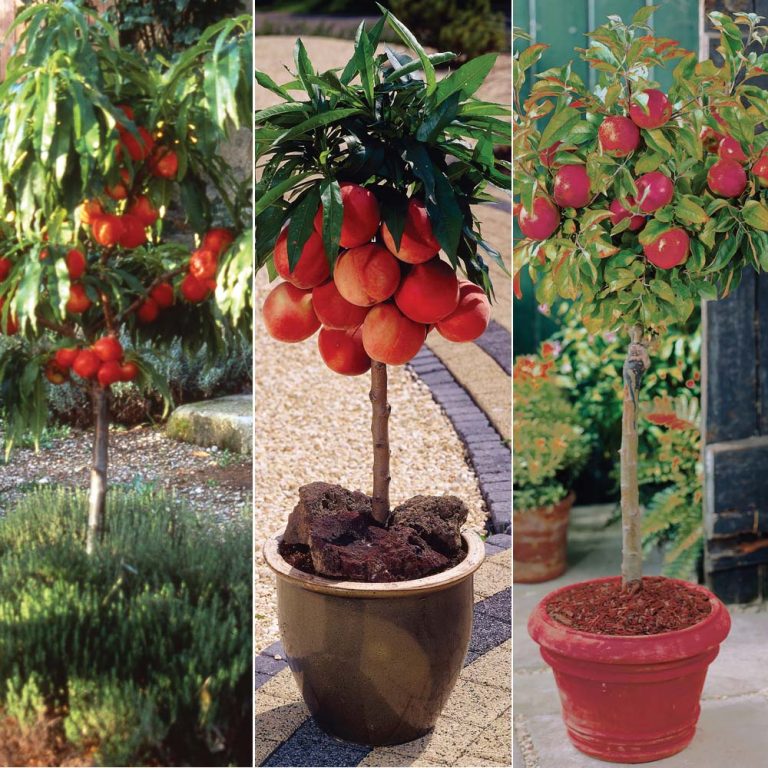 Patuljaste i stupaste voćke idealan su izbor za balkone i male vrtove ...