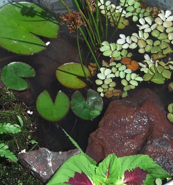 Uređenje interijera, briga o vrtu, arhitektura i gradnja, uradi sam ...