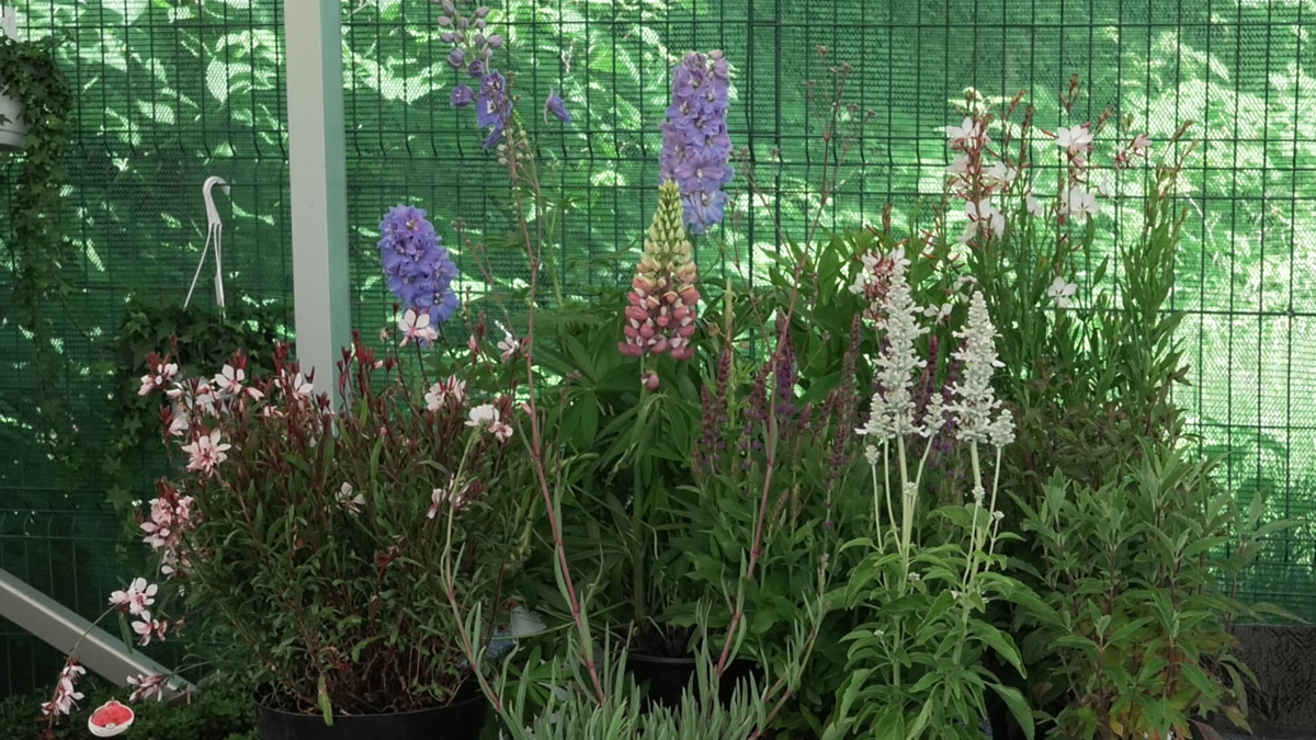 Cvatuće trajnice - ukrasite vrt ovim ljepoticama - Dom na kvadrat