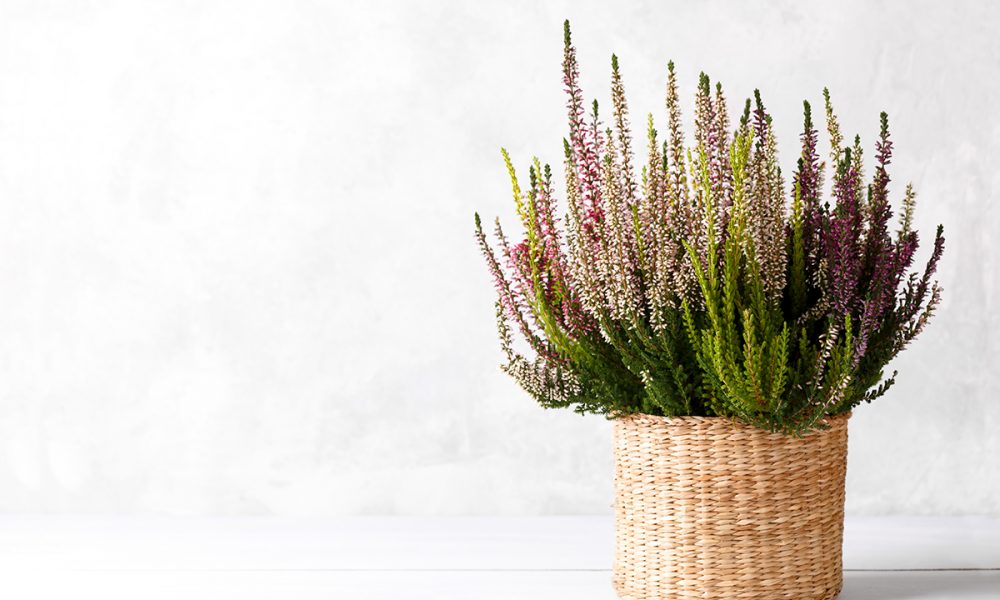 Erika - kraljica zime koja cvate kada je sve ostalo u mirovanju - Dom ...