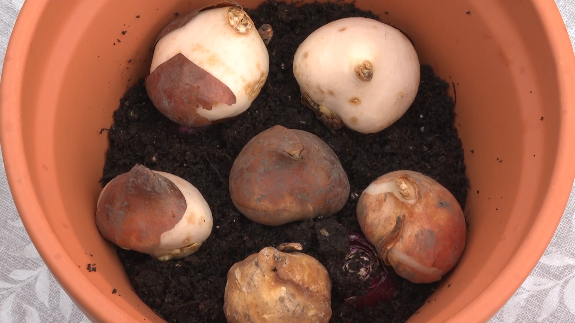 Sadnja lukovica lazanja tehnikom u tegli - Dom na kvadrat