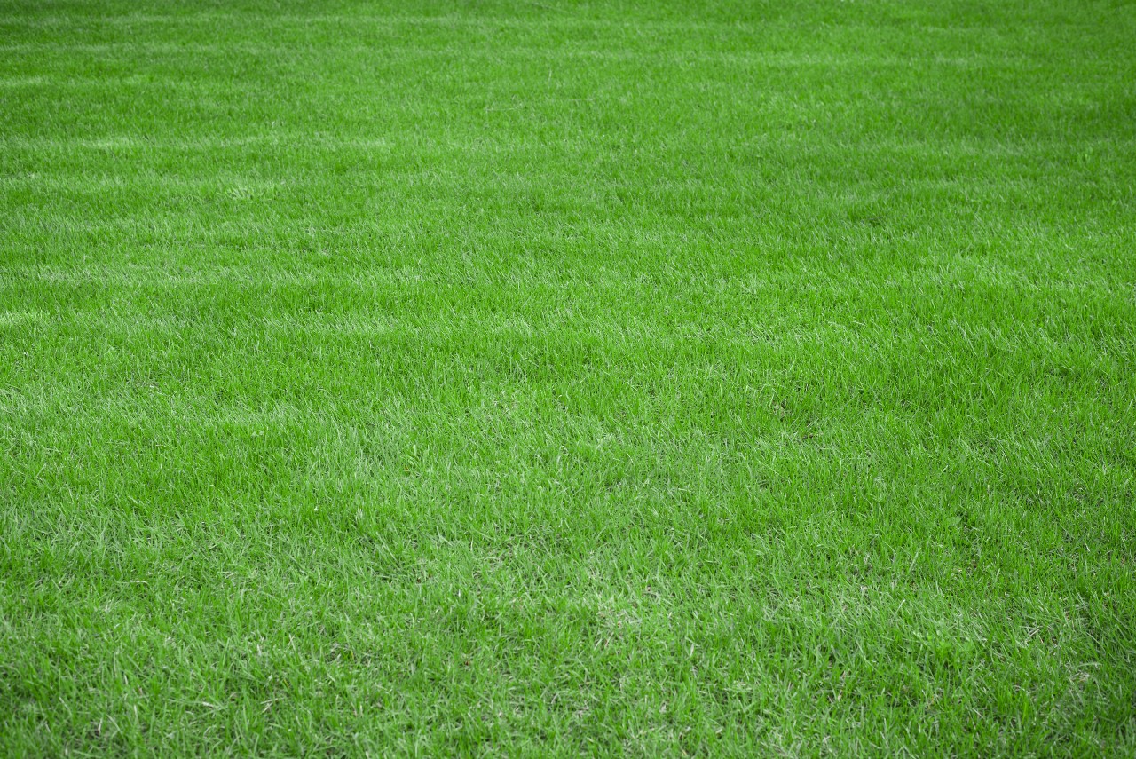 Neka trava cijelo ljeto ostane zelena - Dom na kvadrat