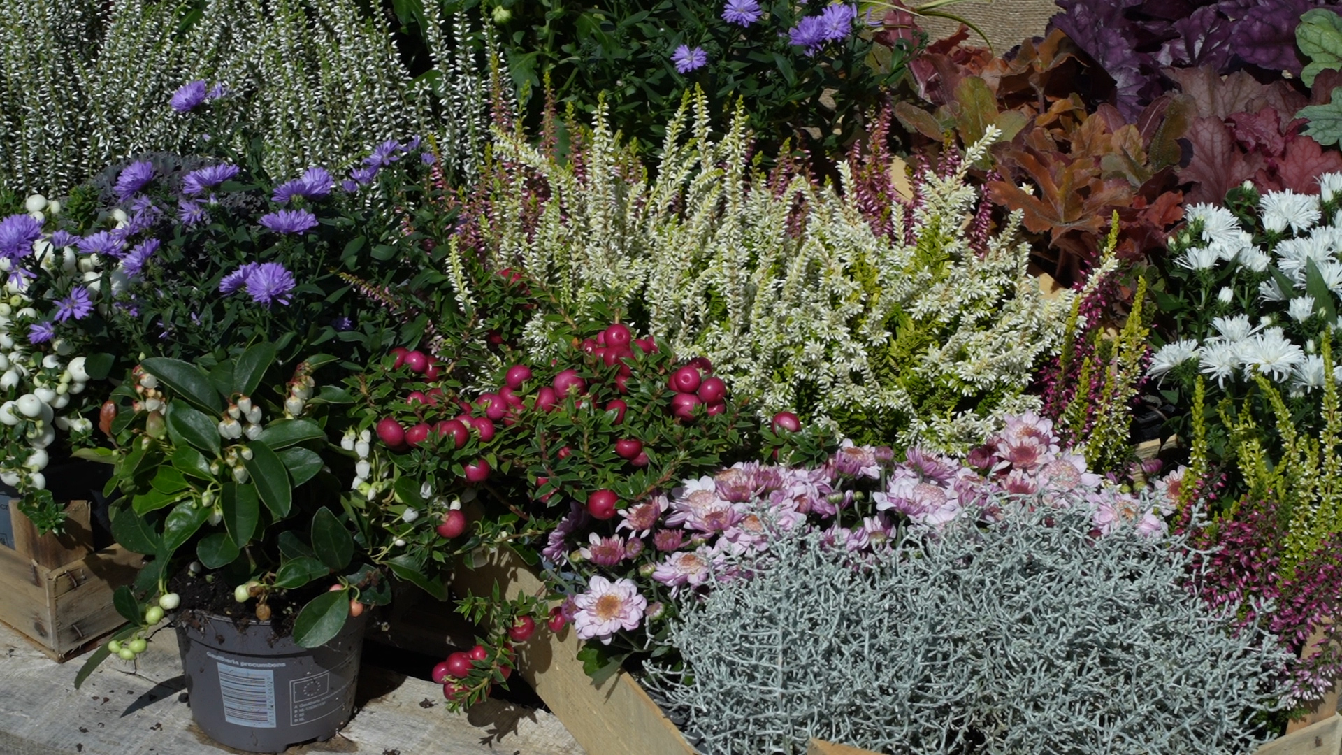 Aranžman od jesenskog cvijeća - Dom na kvadrat