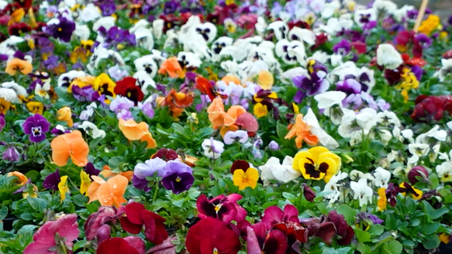 Idealne proljetnice za sadnju u travnju: savjeti i kombinacije - Dom na kvadrat