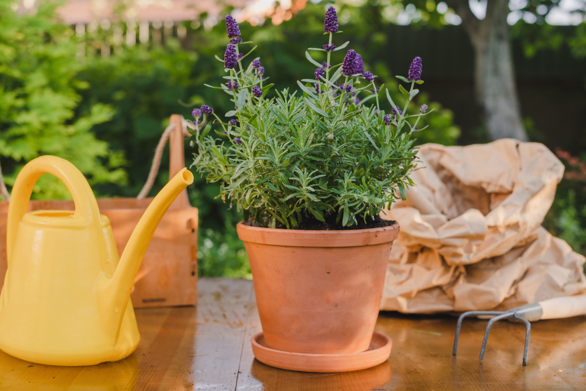 Lavanda – mediteranska kraljica mirisa koju morate imati u vrtu - Dom ...
