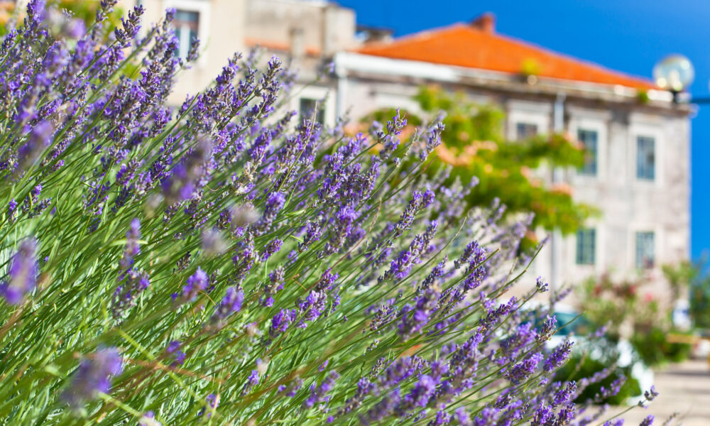 Lavanda – mediteranska kraljica mirisa koju morate imati u vrtu - Dom ...