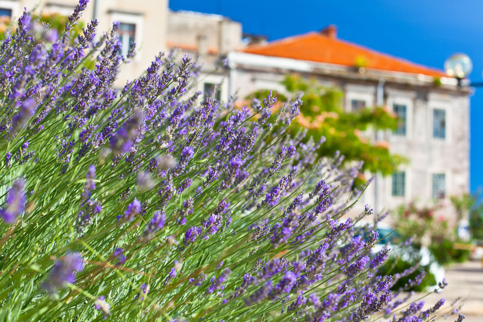 Lavanda – mediteranska kraljica mirisa koju morate imati u vrtu - Dom ...