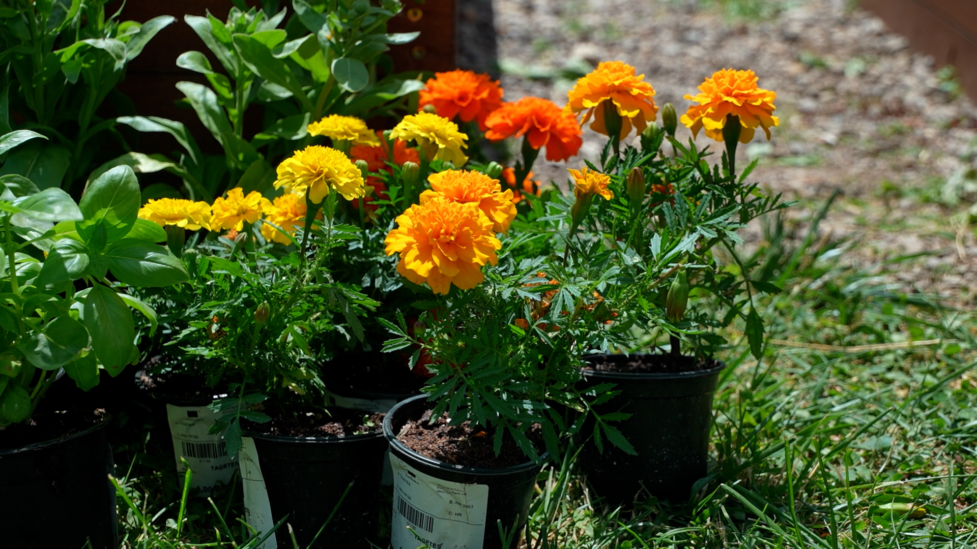 Sve što trebate znati o travnjacima: kako ih održavati zdravima i ...