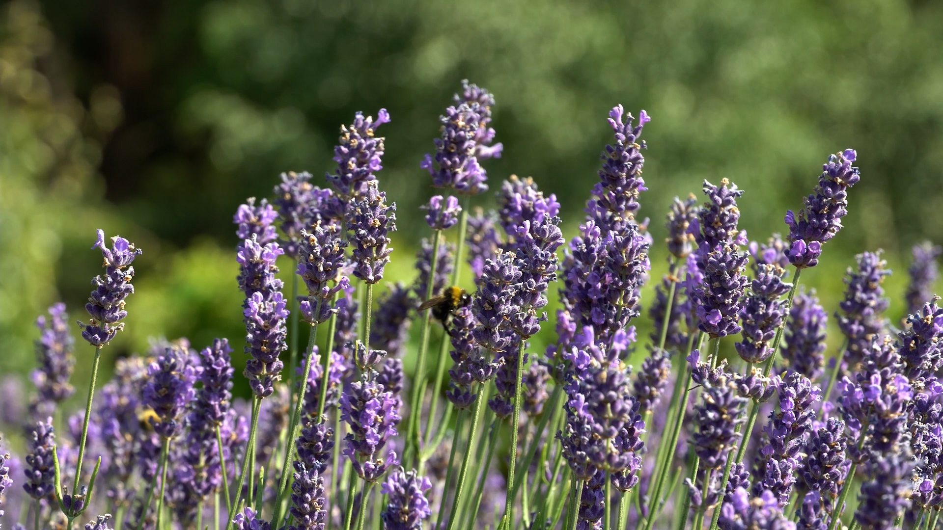 Sve što trebate znati o travnjacima: kako ih održavati zdravima i ...