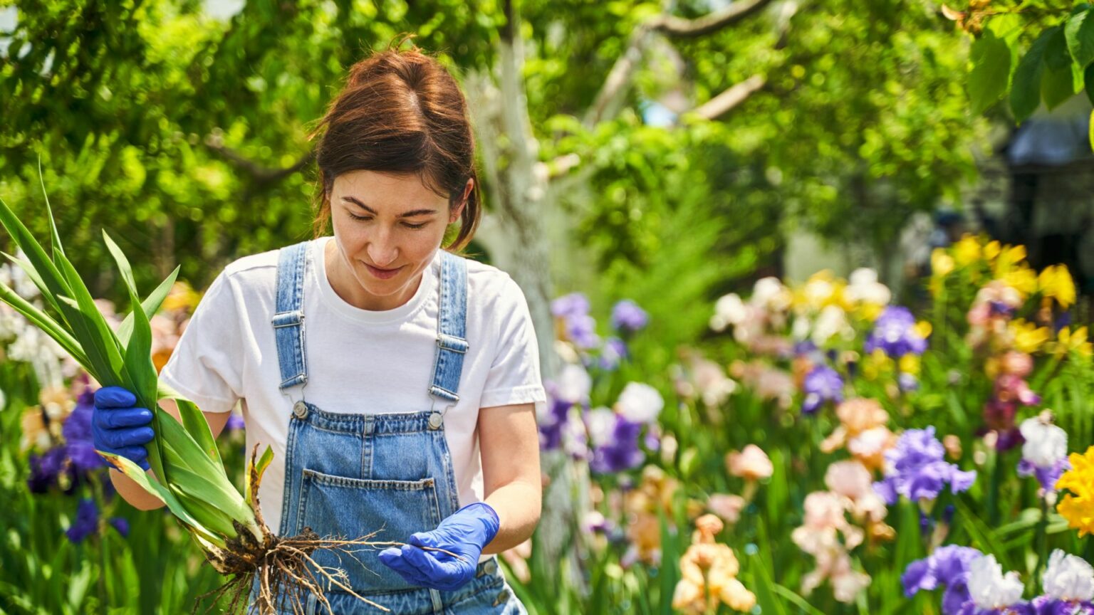 Perunika: Kompletan vodič za uzgoj i njegu otporne ljepotice - Dom na ...